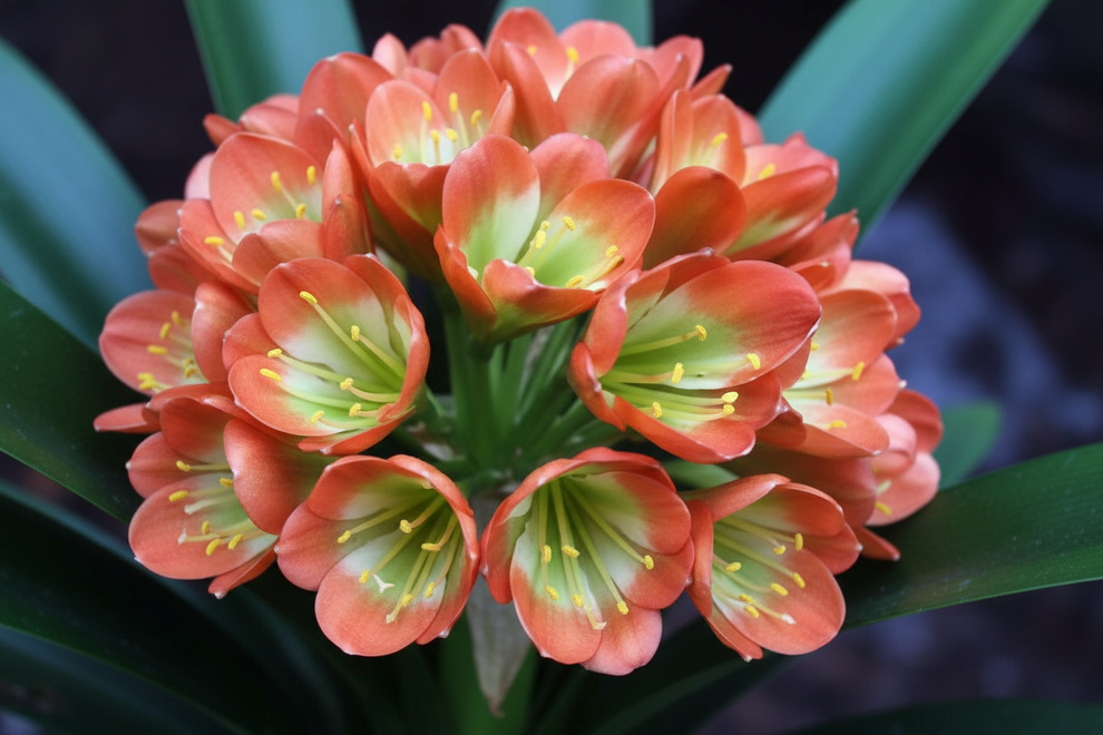 Clivia hybrid seedling interspecific cross Gunston x Gun Metal Hirao 5 ...