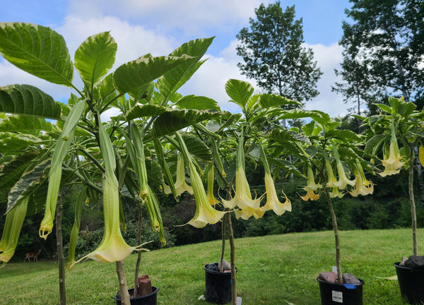 Variegated Brugmansia Angel's Trumpet unrooted stem cuttings with vari ...